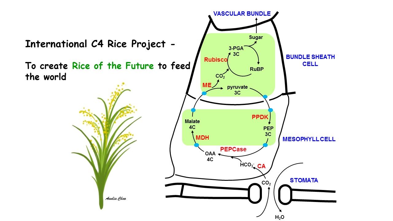 Academia Sinica Actively Participates in the International C4 Rice ...